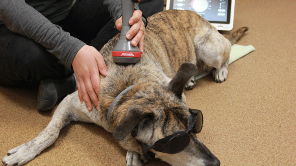 Cold Laser Therapy for Cats and Dogs - Newport Veterinary Hospital