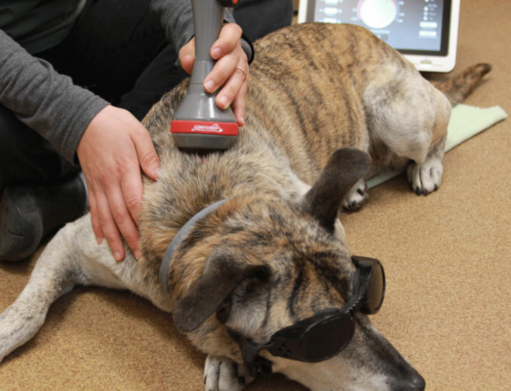 The Ins and Outs of Shockwave Therapy for Dogs - Newport Veterinary ...