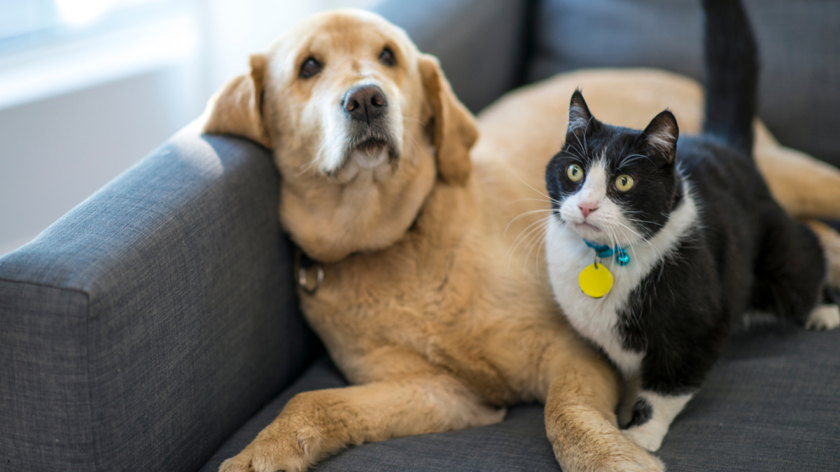10 Tips: Your Guide to Happy, Healthy Senior Pets - Newport Veterinary ...
