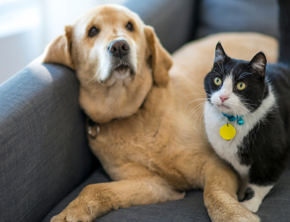 The Ins and Outs of Shockwave Therapy for Dogs - Newport Veterinary ...